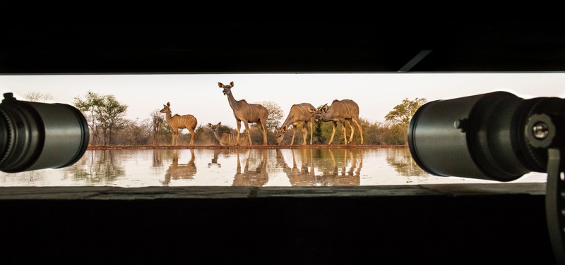 Best Safari Photographic Hides in Africa | Wildlife Photography