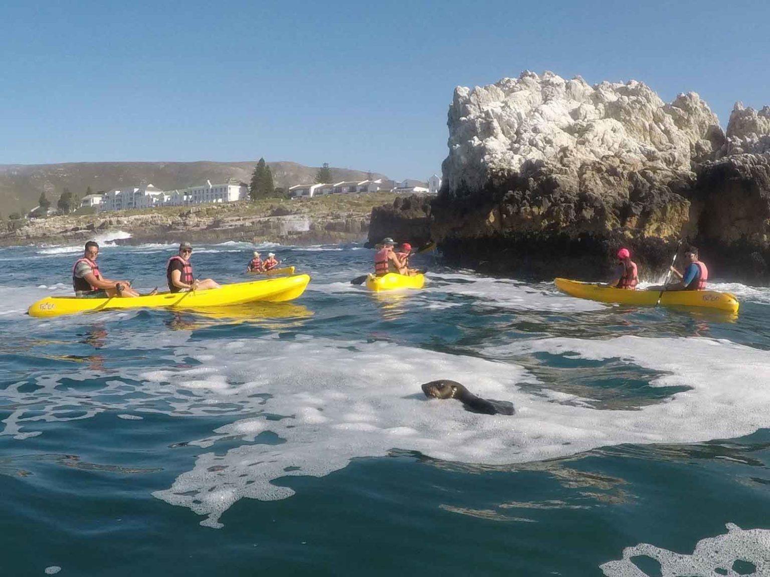 Whale Watching Activities in Hermanus | Walker Bay