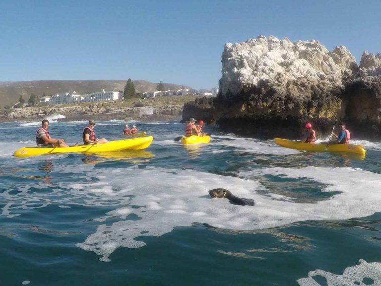 Whale Watching Activities in Hermanus | Walker Bay