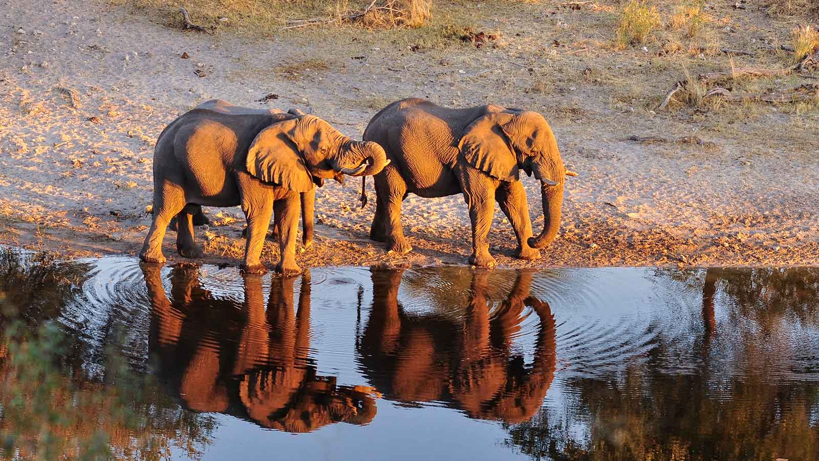 Client Feedback: A Botswana Adventure | Sun Safaris Travel Blog